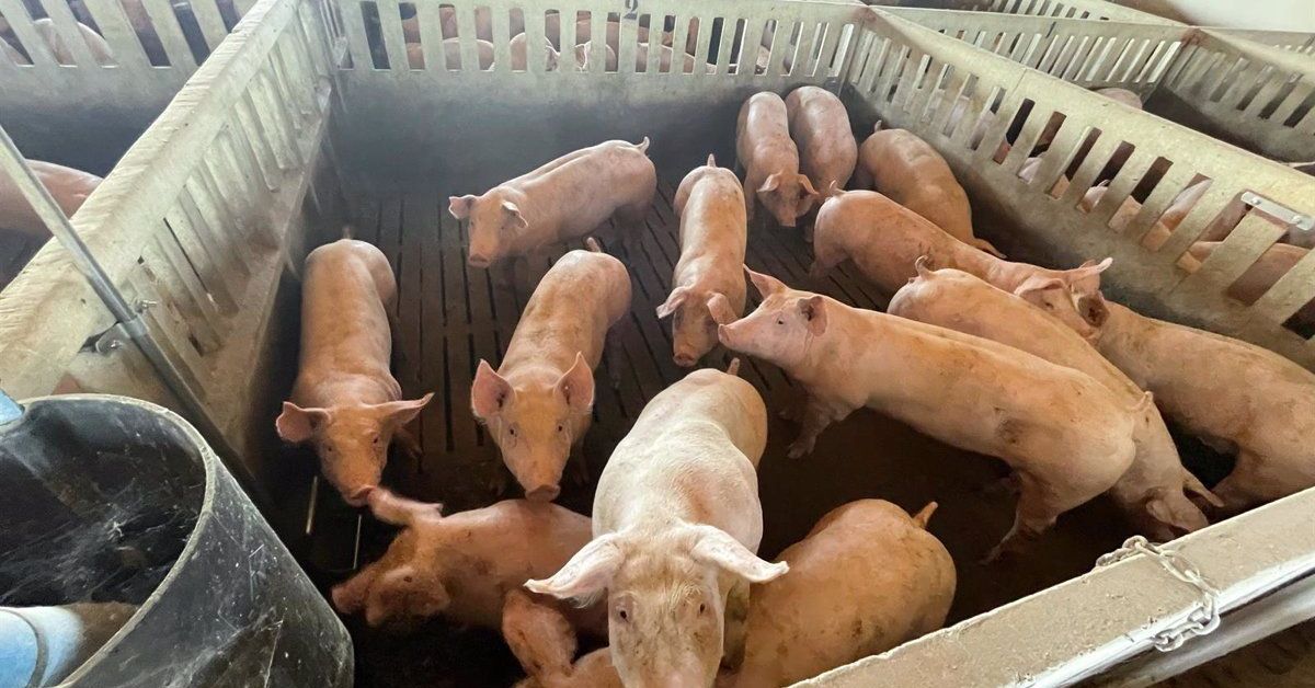 Nueva semana de bajada de los lechones en la Lonja de Zamora: ya son ...