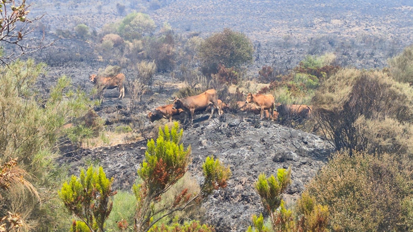 Vegetación "más verde", "sana" y "discontinua": vías para proteger el territorio ante futuras ...