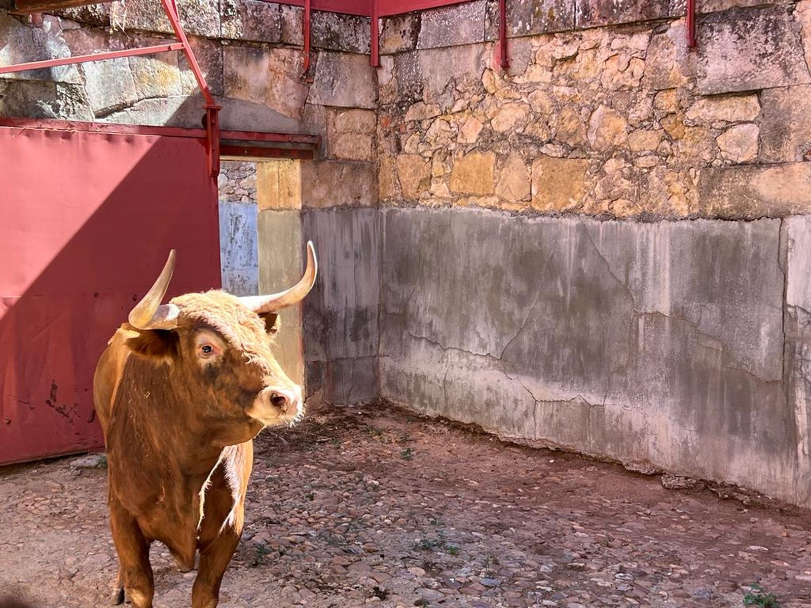 GALERÍA | Sorteo de los novillos de Antonio Palla para este sábado en ...