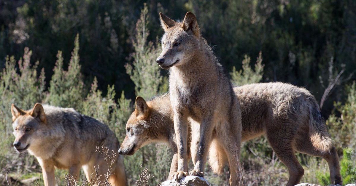 Los lobos pueden mostrar apego hacia los humanos como los perros, según ...