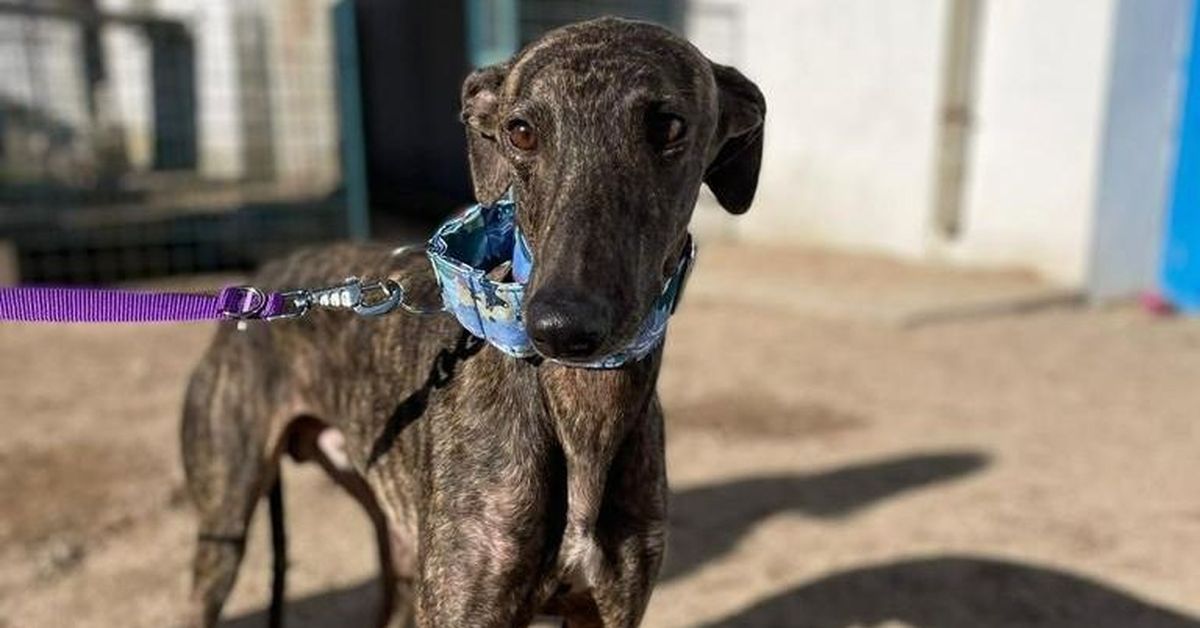 El galgo, una raza condenada al abandono: "Llegan al refugio con los ...