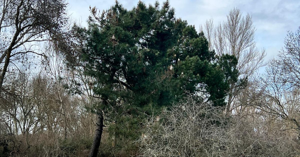 La Junta realizará trabajos contra nematodo de la madera del pino en ...